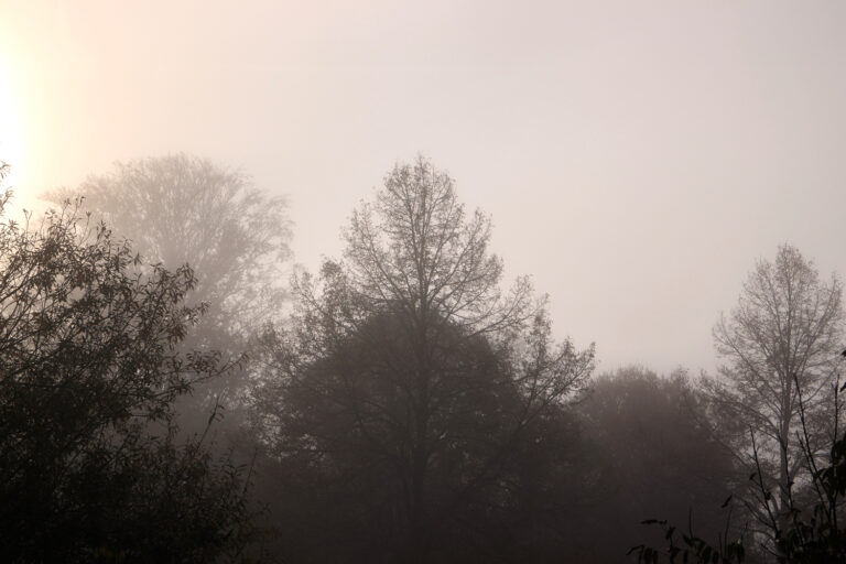 nebel (b23_028) – willkommen beim blubberfisch